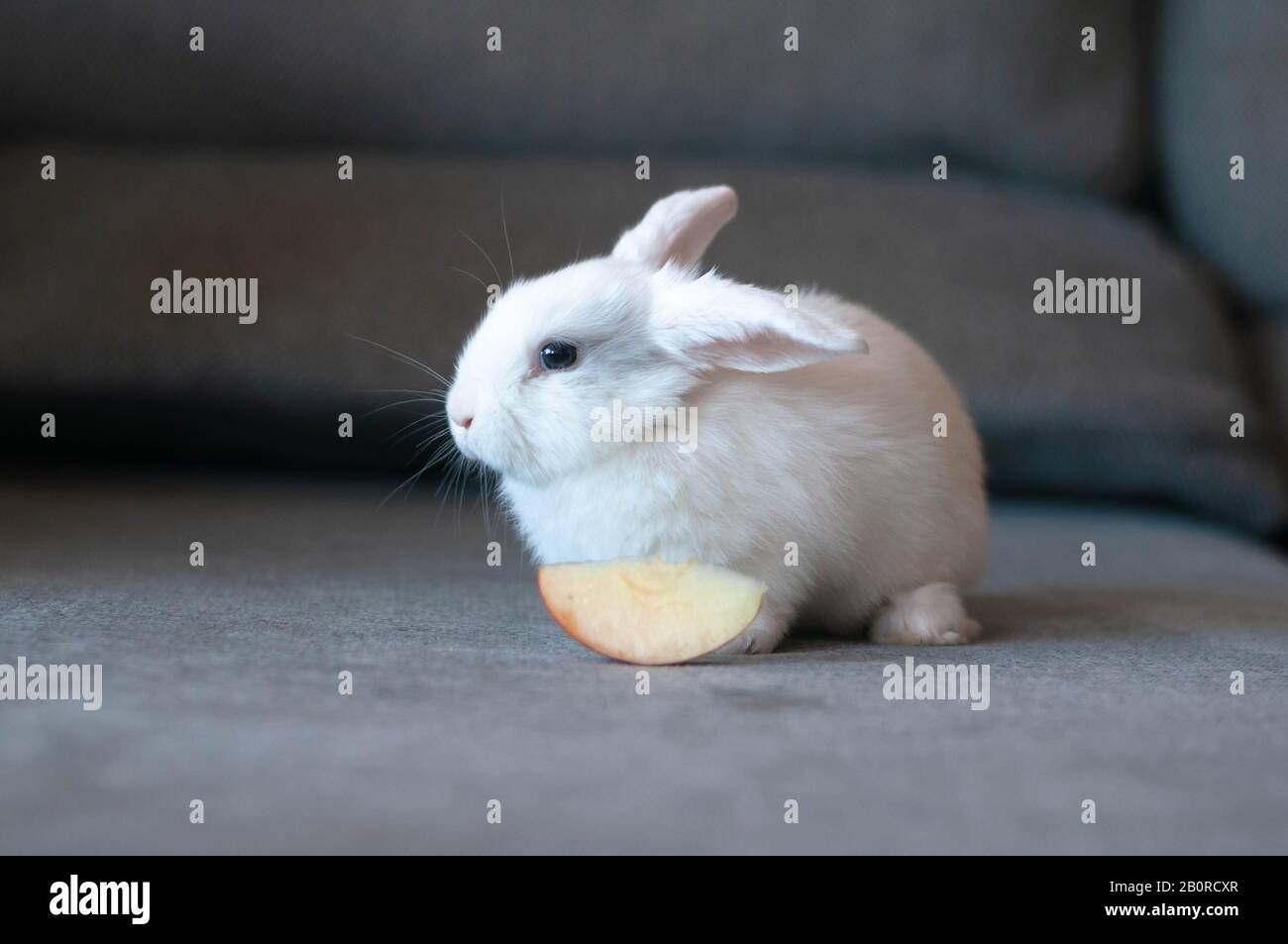 small domestic lop white rabbit long-eared posing Stock Photo - Alamy