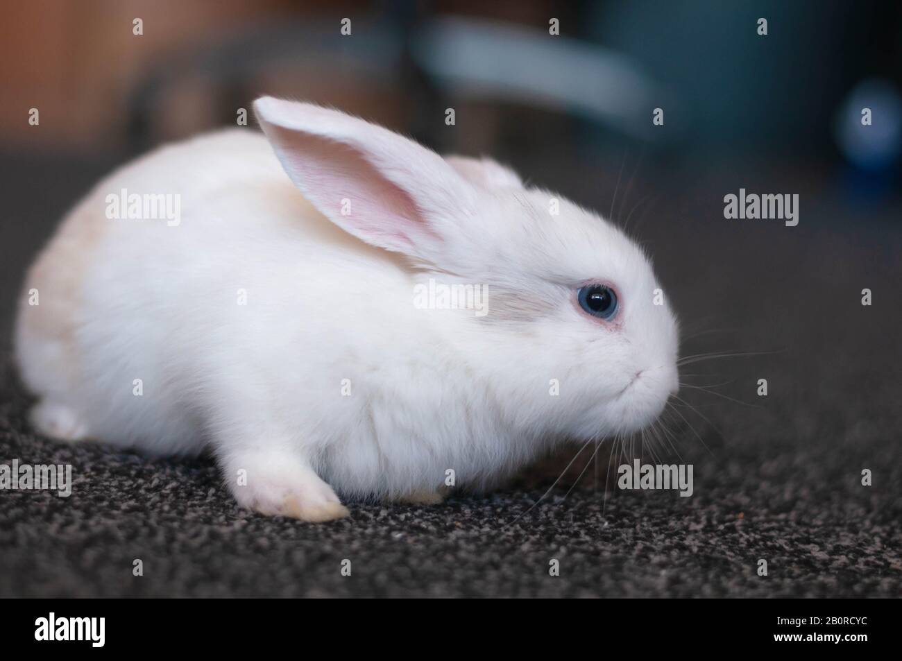 small domestic lop white rabbit long-eared posing Stock Photo - Alamy