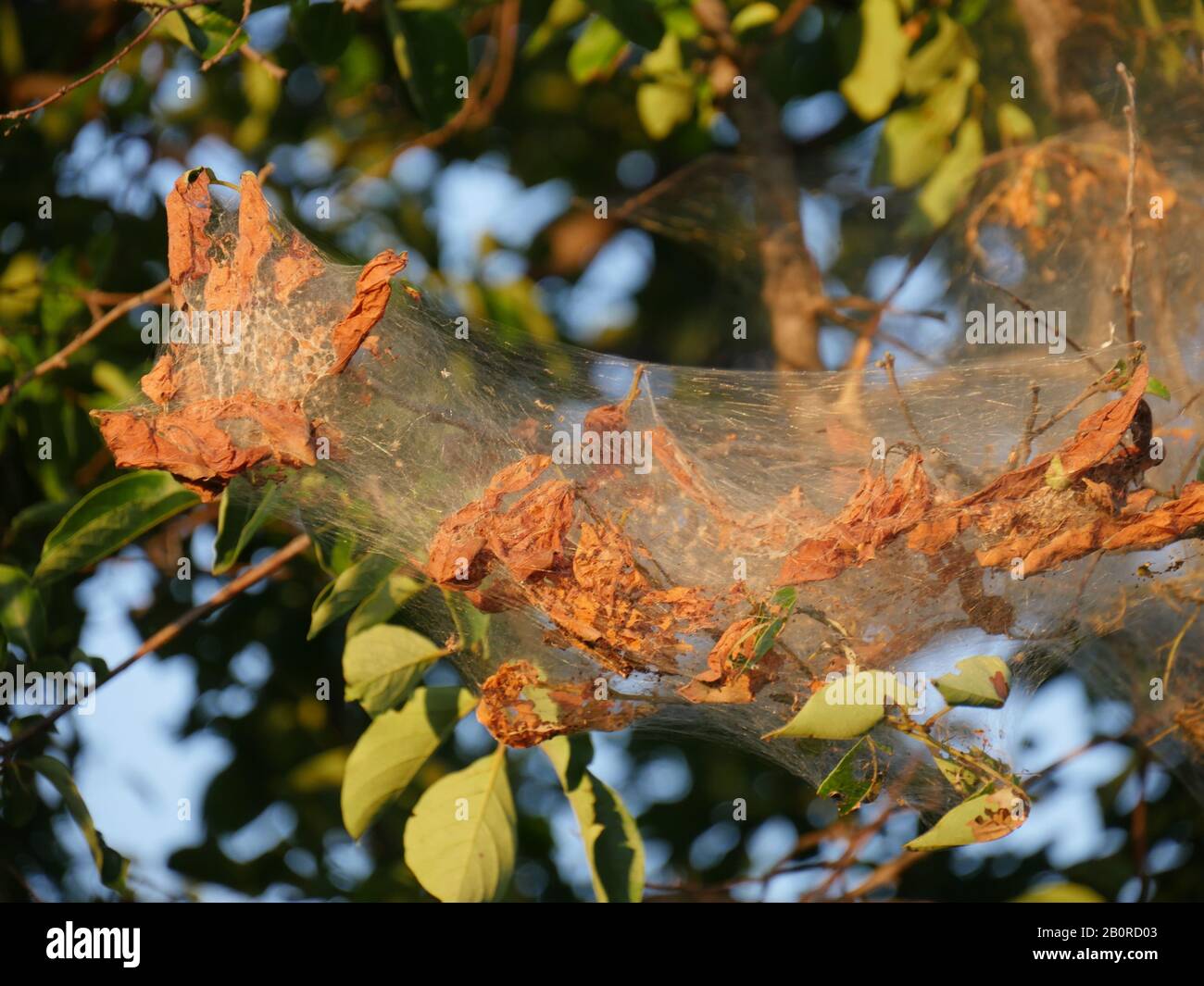 Webworms hi-res stock photography and images - Alamy
