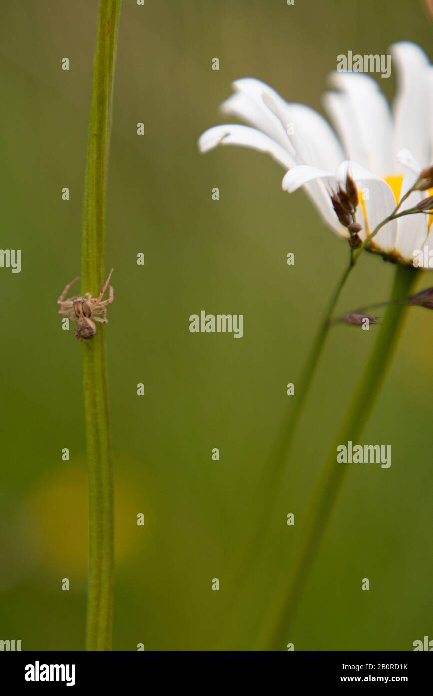 A tiny spider climbing a flower stem with a bright daisy flower in the ...