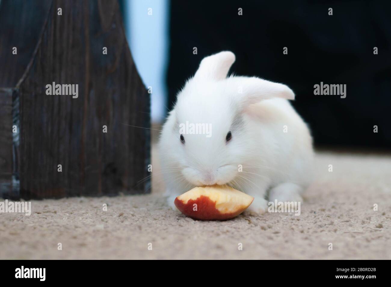small domestic lop white rabbit long-eared eat apple Stock Photo - Alamy