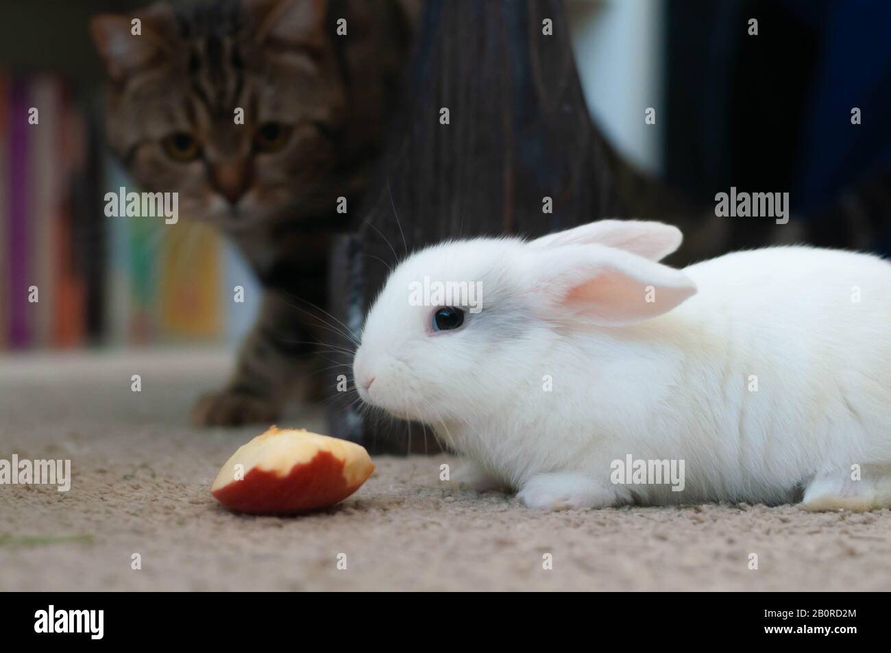 Black and white lop eared rabbit hi-res stock photography and images ...