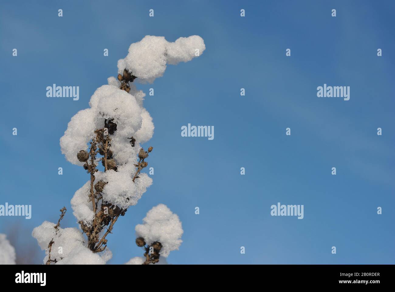 Dry flower covered with white fluffy snow close up detail, winter in ...