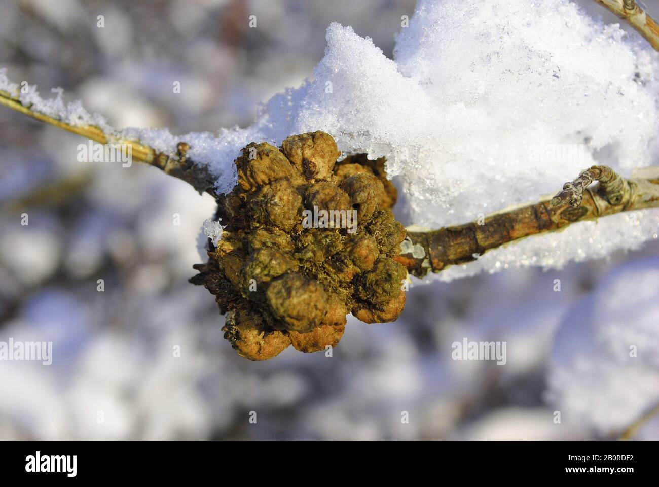 Branch with bedeguar gall on it covered with white fluffy snow close up ...
