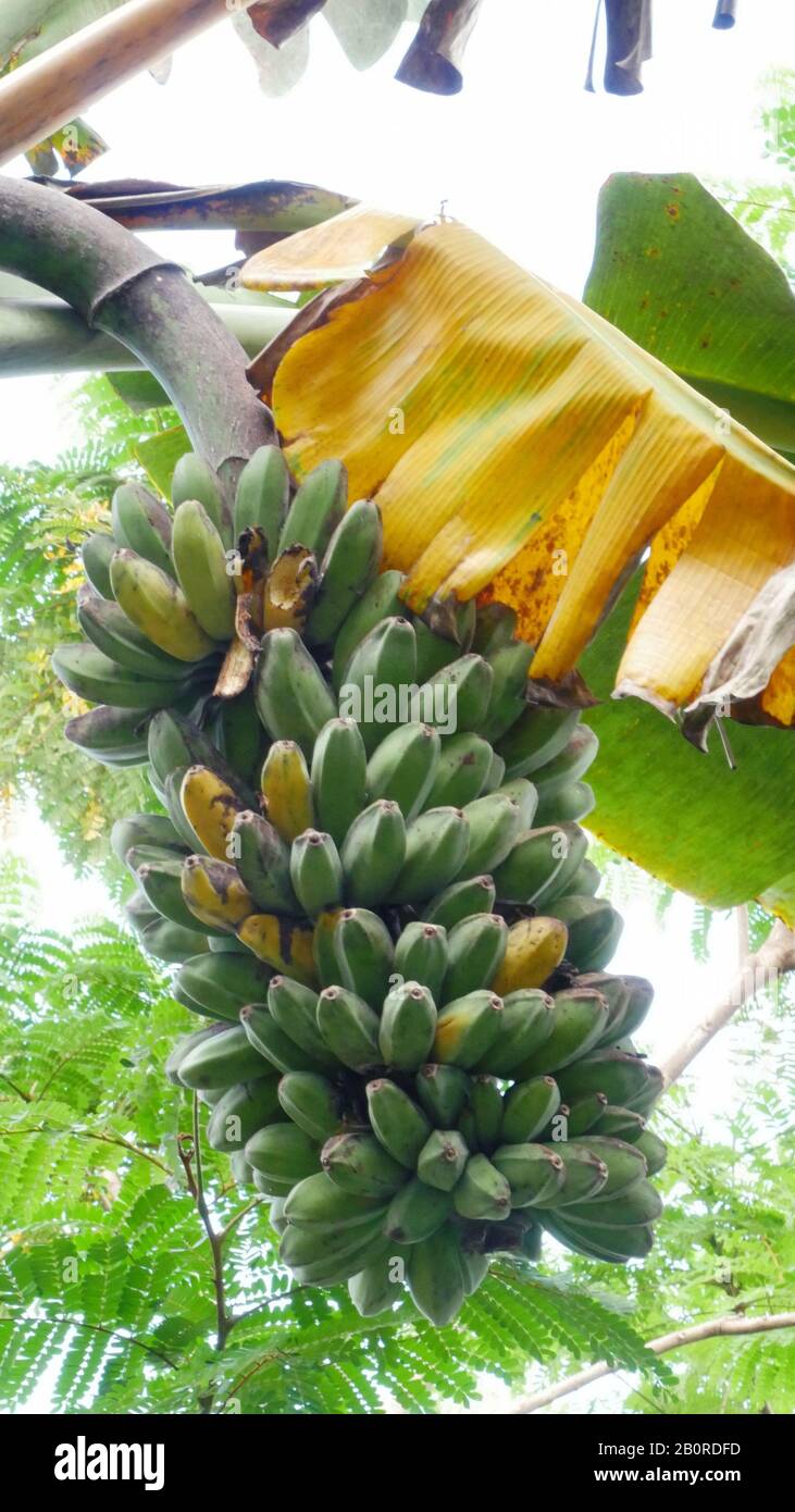 Green Banana Tree
