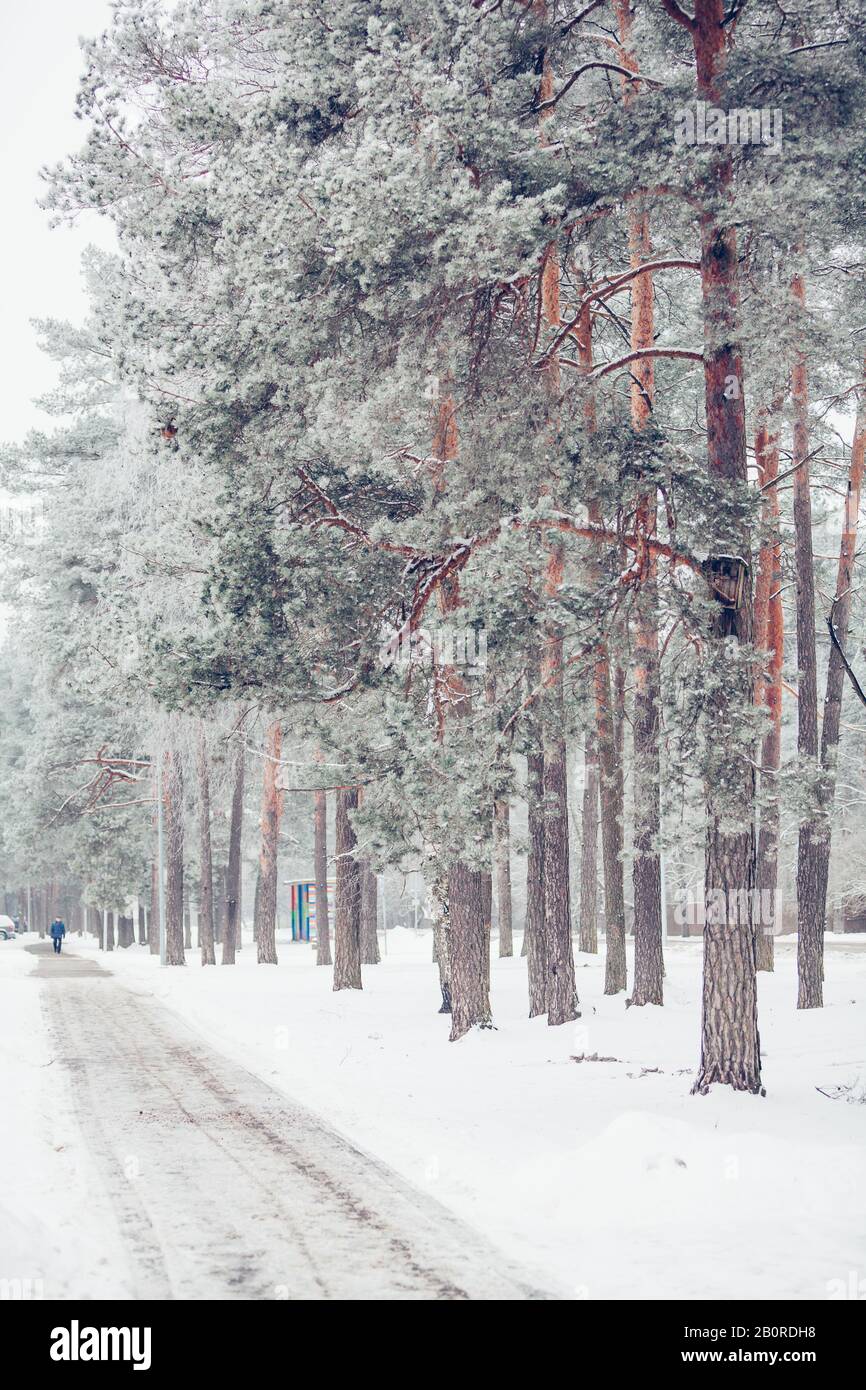 Beautiful winter snowy pine tree path covered with snow at frosty ...