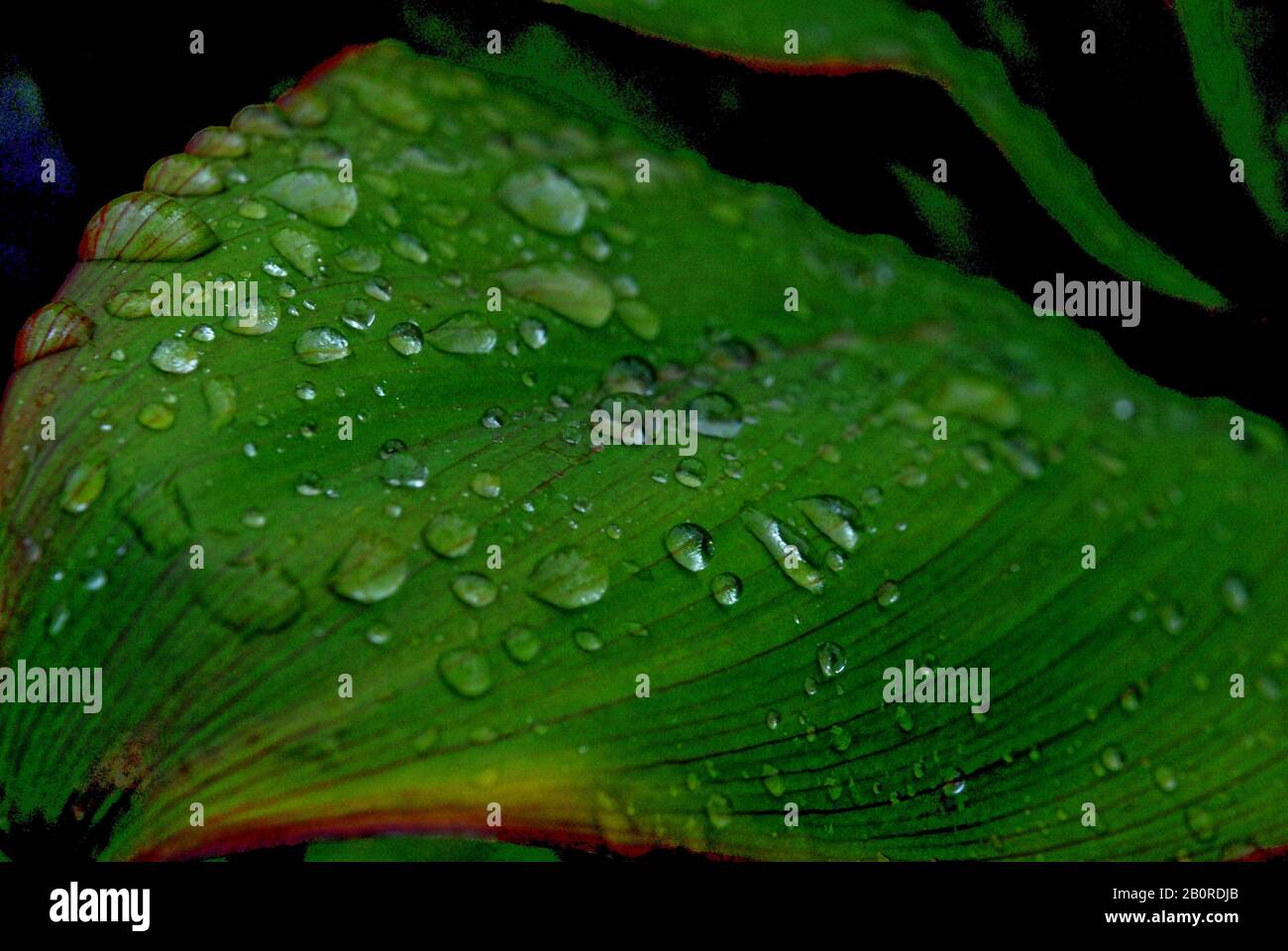 Fat raindrops hi-res stock photography and images - Alamy
