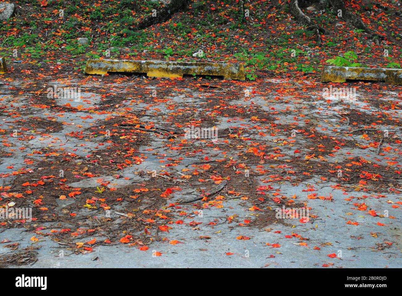 Shower of flame tree flowers in the ground Stock Photo - Alamy