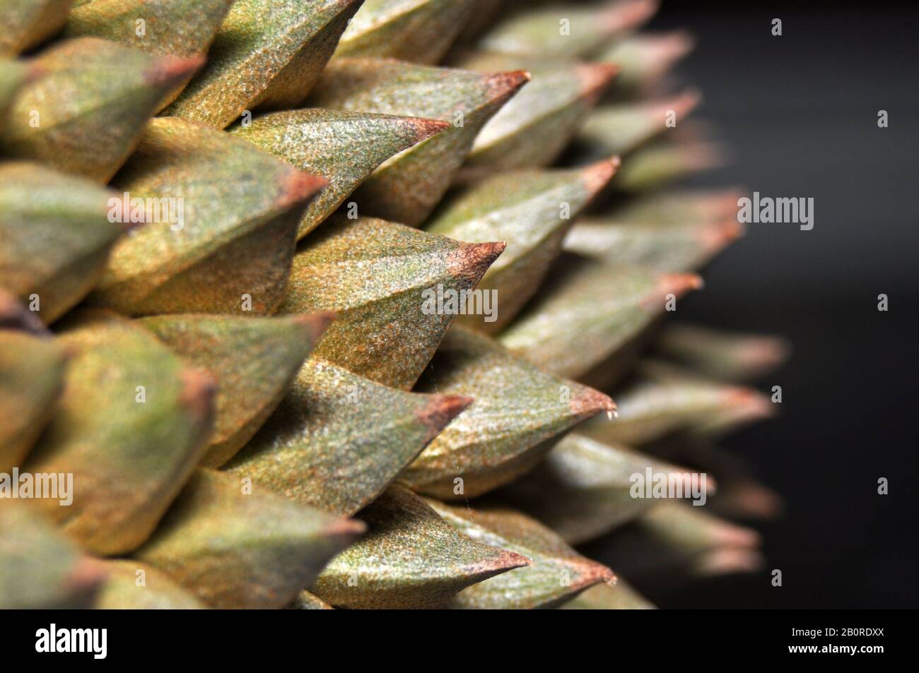Sharp durian fruit skin detail Stock Photo - Alamy