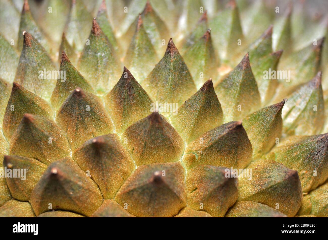 Fruit skin detail hi-res stock photography and images - Alamy