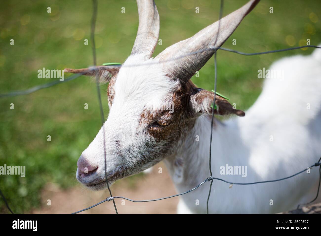 goat on a farm in zoo Stock Photo - Alamy