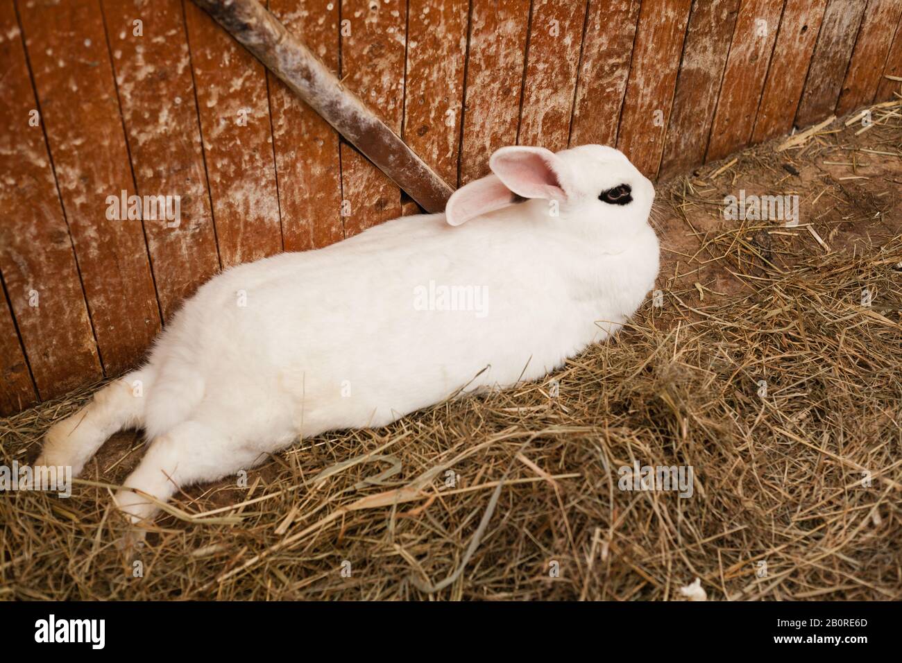 white rabbit in the grass in animal friendly farm Stock Photo - Alamy