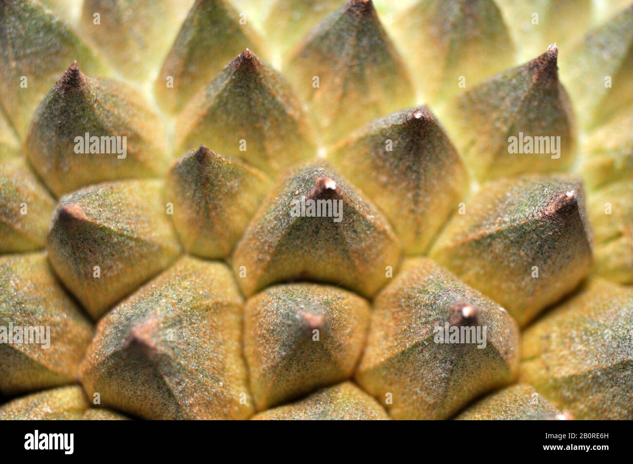 Sharp durian fruit skin detail Stock Photo - Alamy