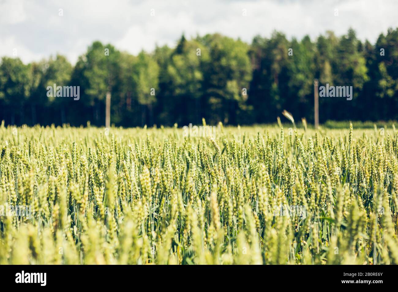 green wheat field in Latvia close up Stock Photo - Alamy