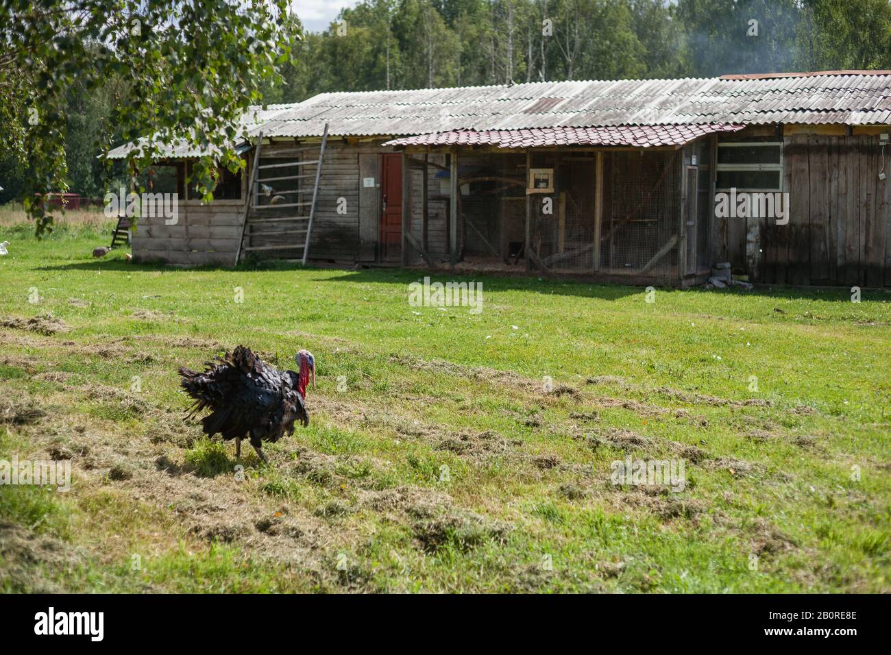 turkey bird in the farm Stock Photo - Alamy