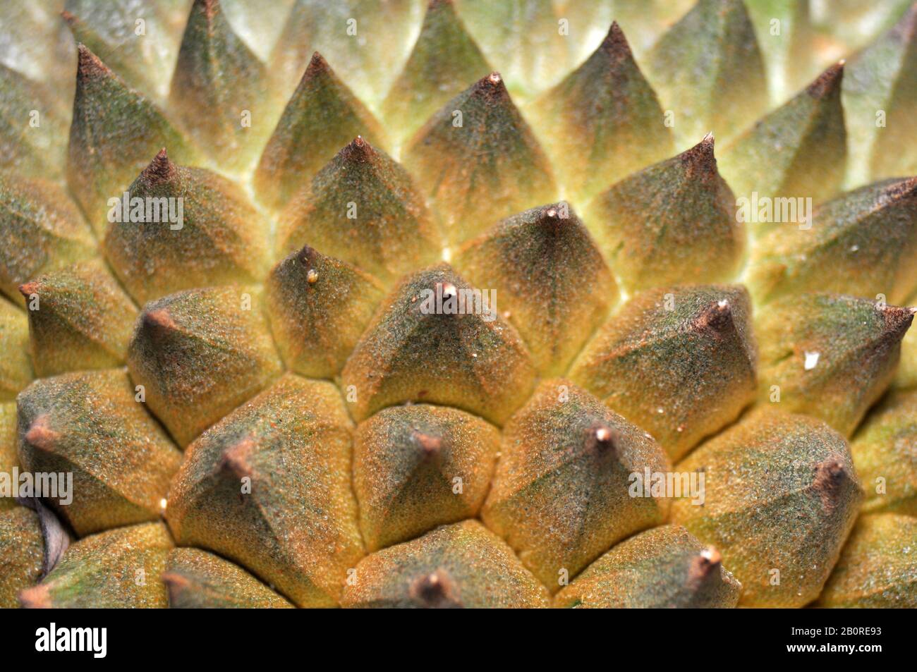 Sharp durian fruit skin detail Stock Photo - Alamy