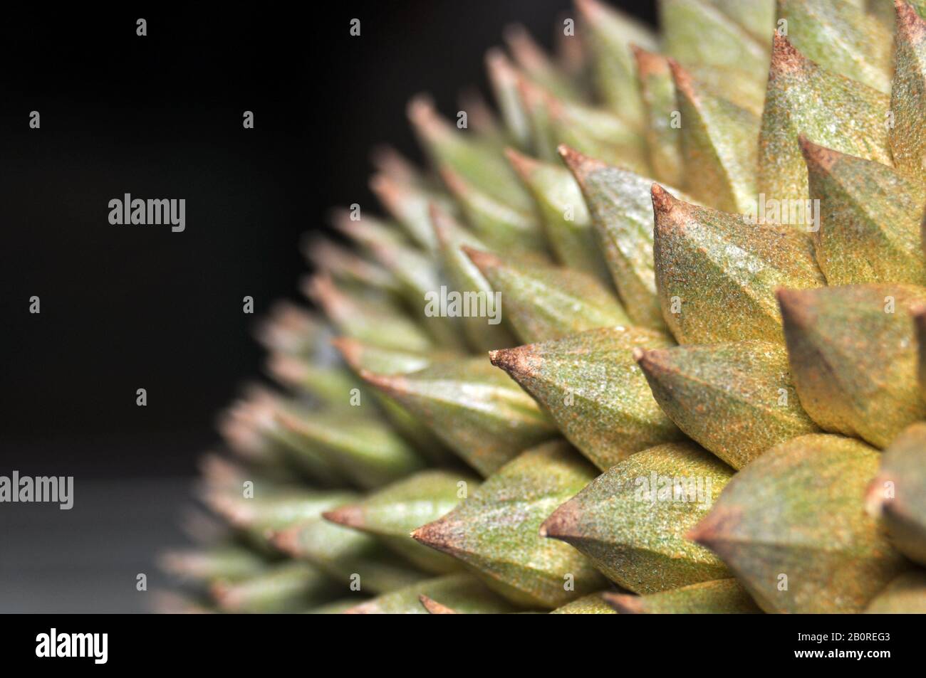 Sharp durian fruit skin detail Stock Photo - Alamy