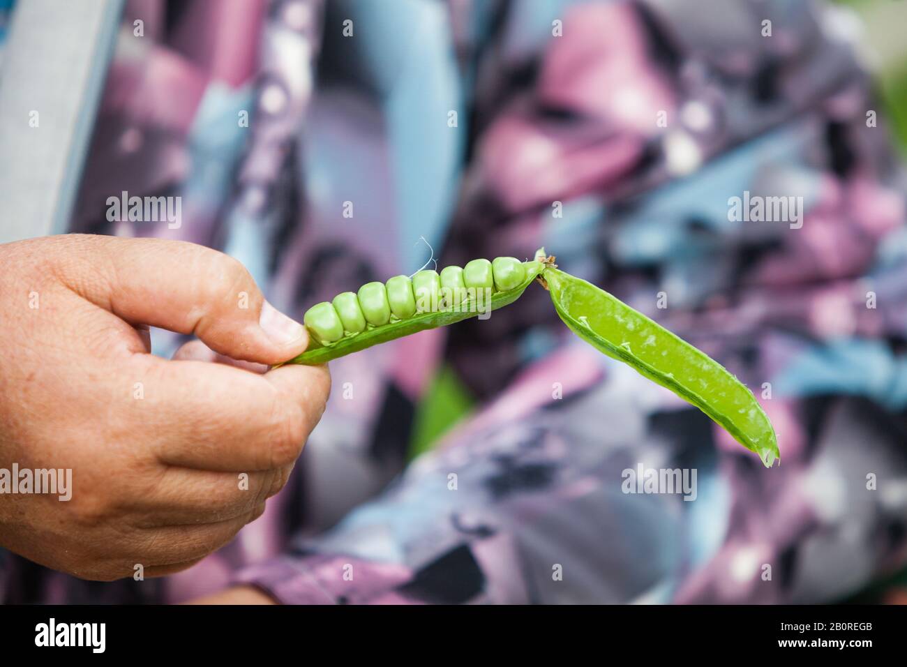 woman holding green fresh peas on purple background Stock Photo - Alamy