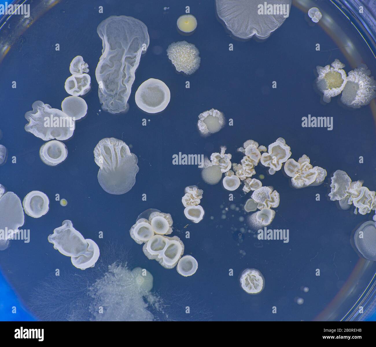 Disease causing fungi hi-res stock photography and images - Alamy