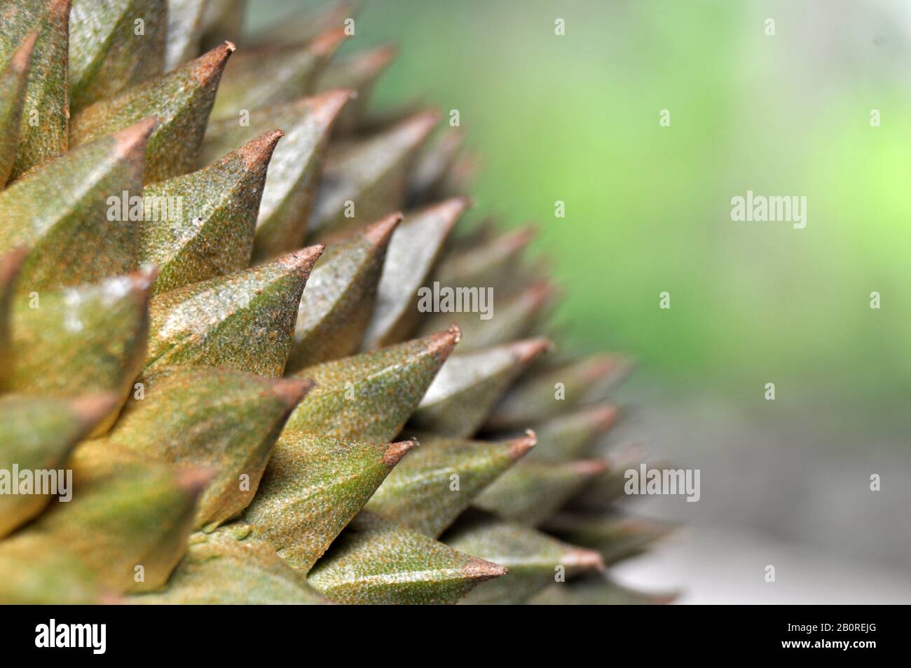 Sharp durian fruit skin detail Stock Photo - Alamy