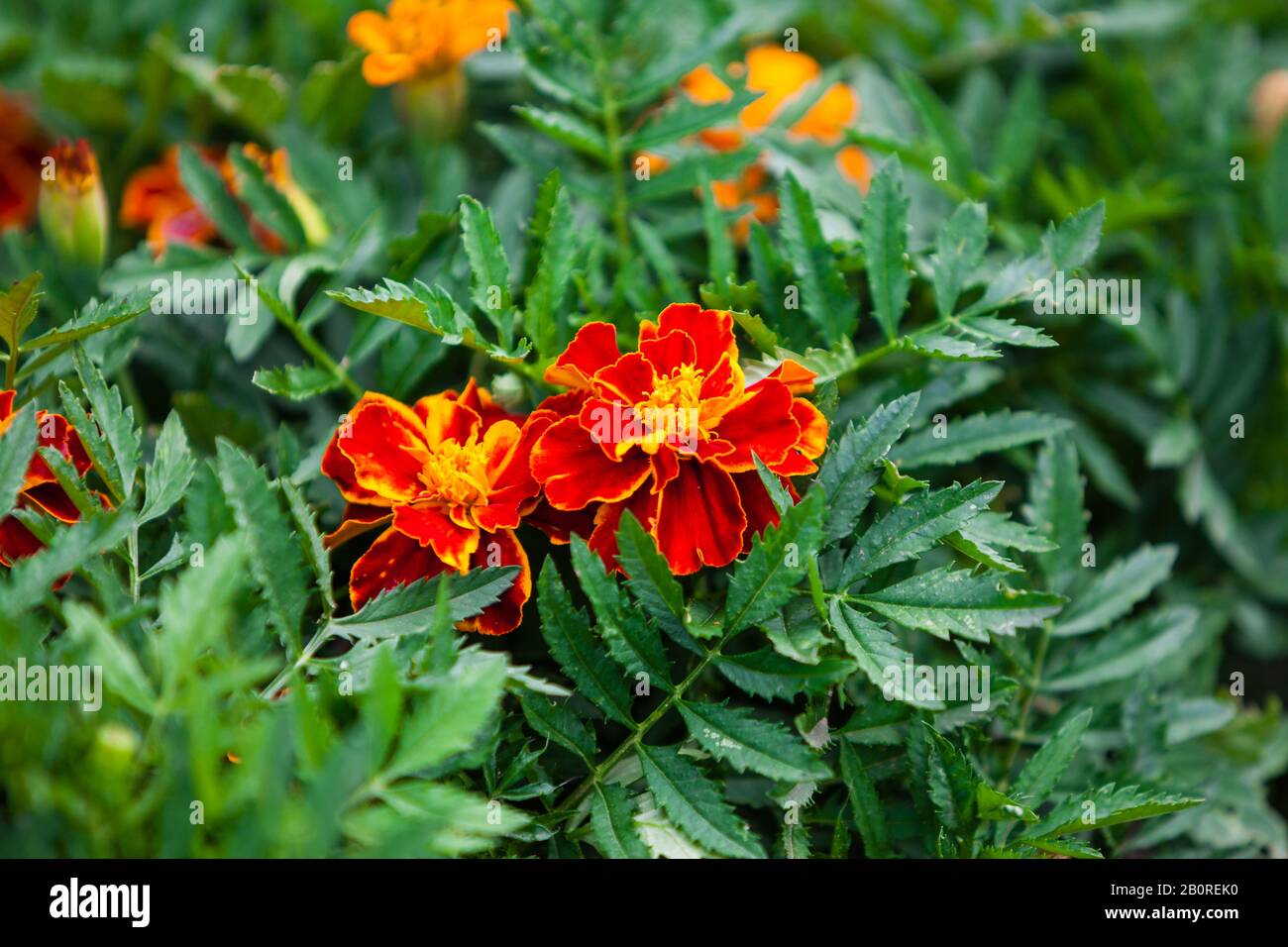 Red velvet celosia hi-res stock photography and images - Alamy