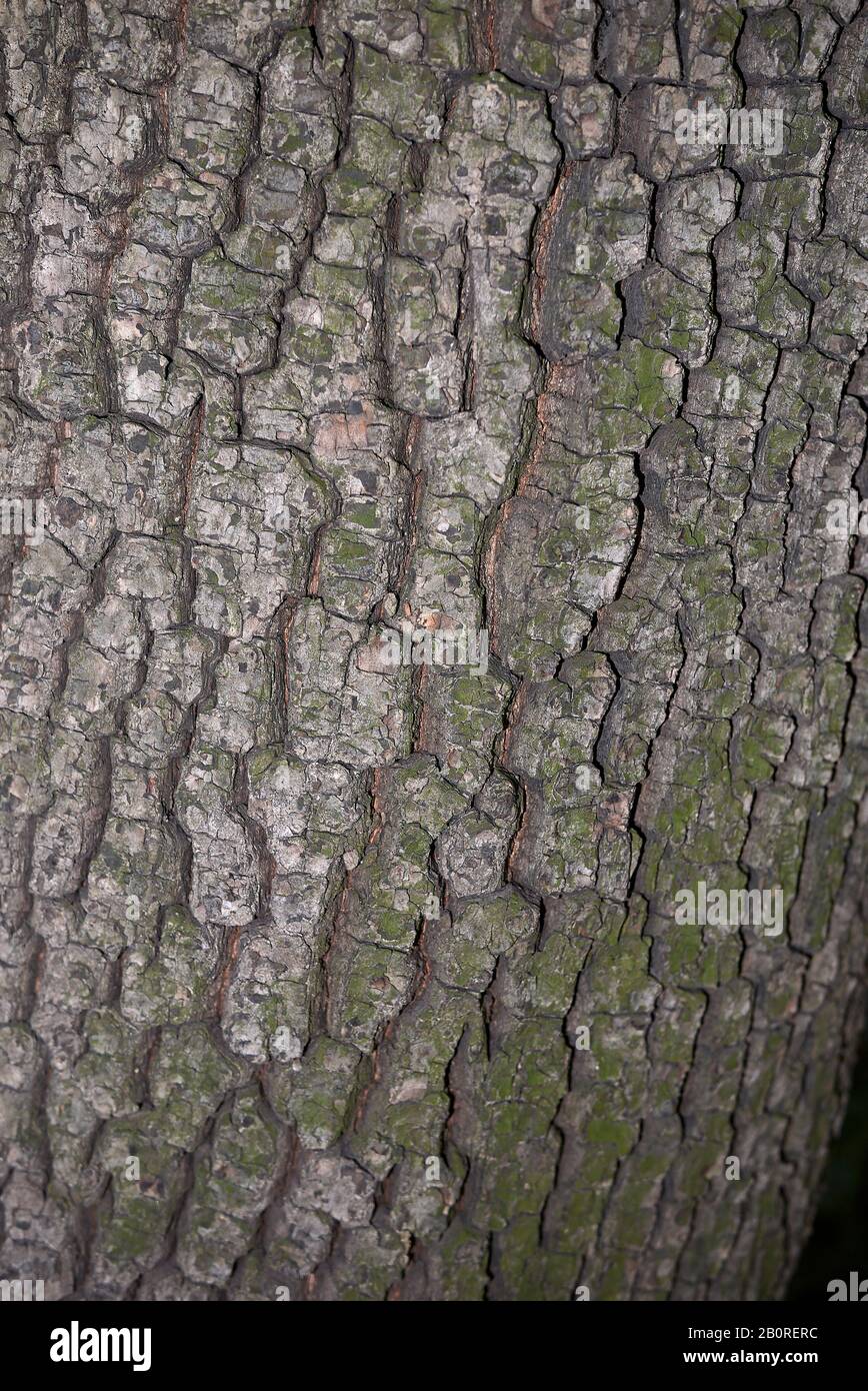 Lotus tree hi-res stock photography and images - Alamy