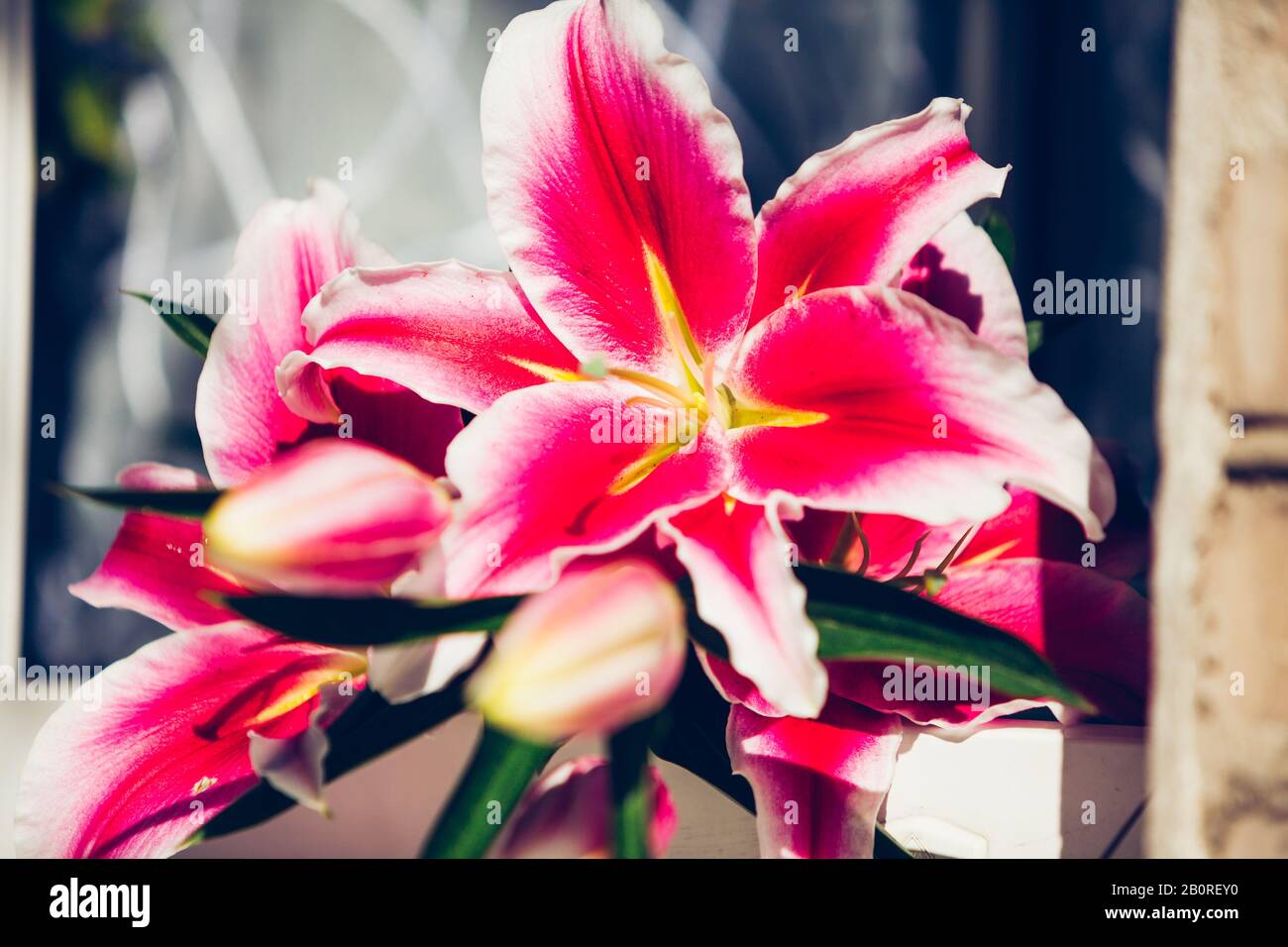 pink lily flower macro close up Stock Photo - Alamy