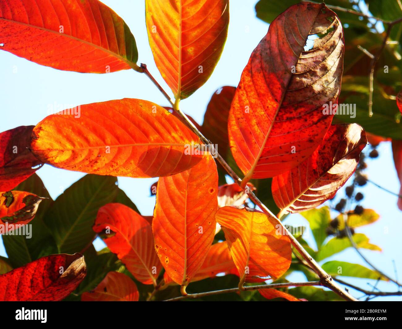 Red leaves, very beautiful Stock Photo - Alamy