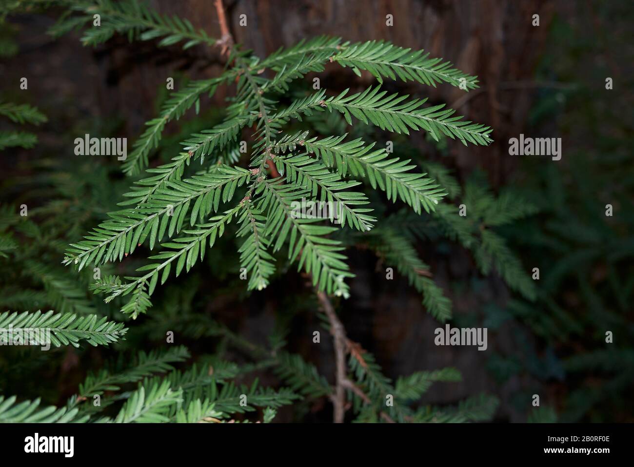 Sequoia sempervirens close up Stock Photo - Alamy