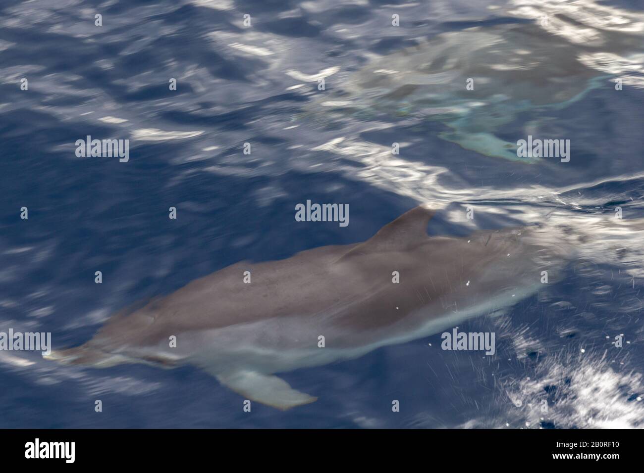 Beautiful dolphins hi-res stock photography and images - Alamy
