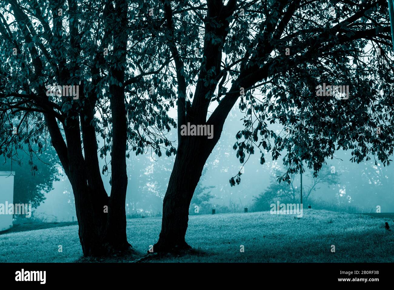 Tree Border Frame High Resolution Stock Photography and Images - Alamy