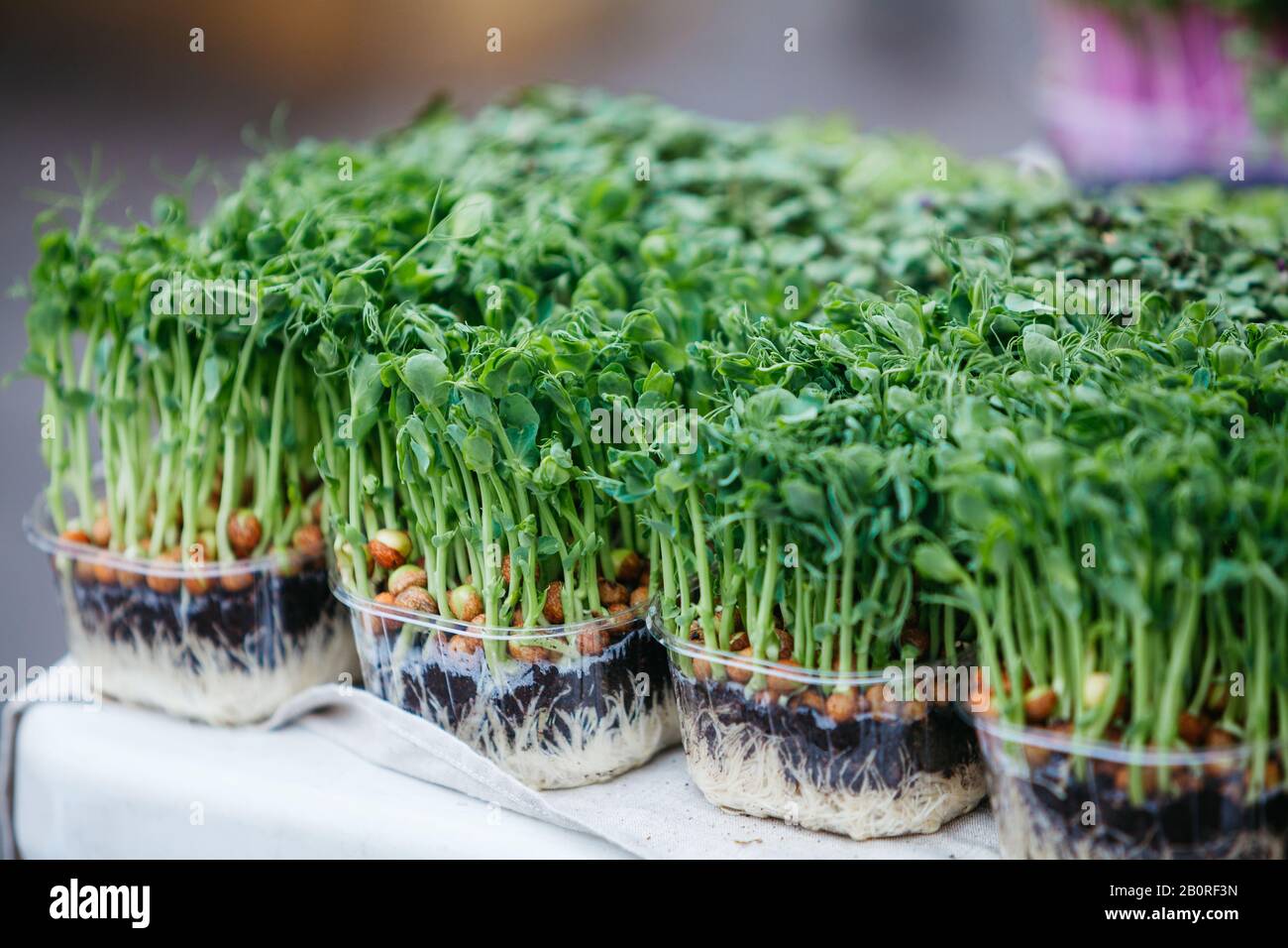 Growing peas pot hi-res stock photography and images - Alamy