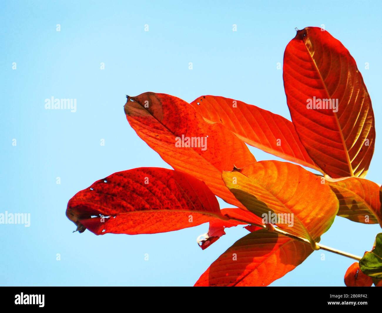 Red leaves, very beautiful Stock Photo - Alamy