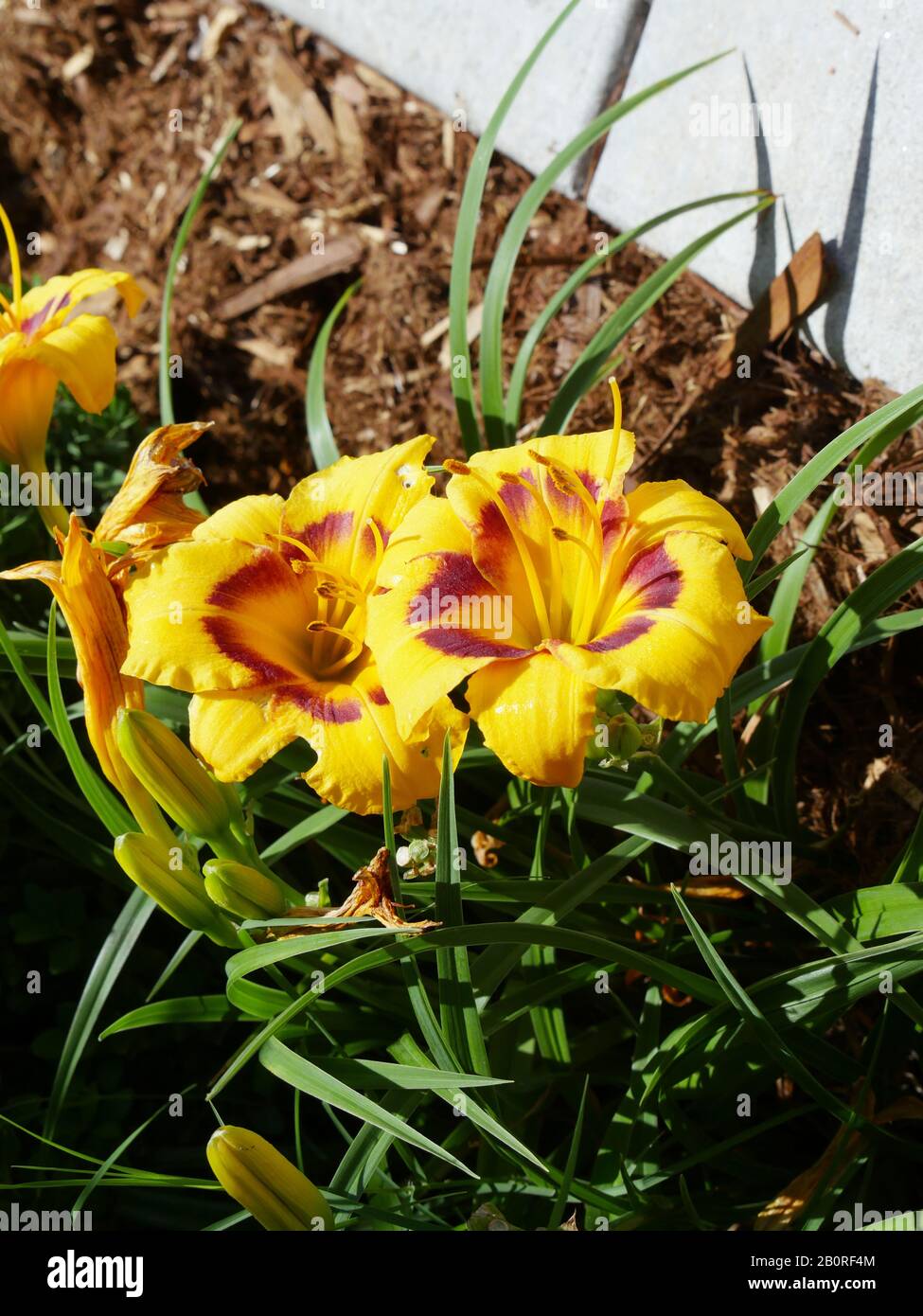 Close up of yellow and red Asiatic lily flowers Stock Photo - Alamy
