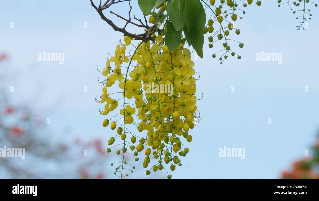 Golden showers hi-res stock photography and images - Alamy