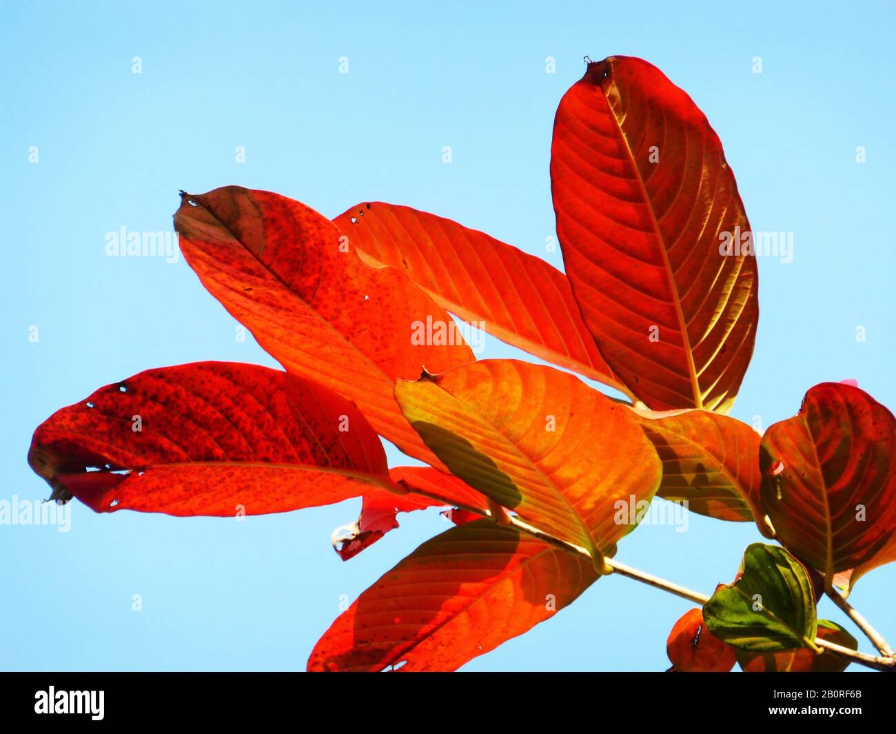 Red leaves, very beautiful Stock Photo - Alamy