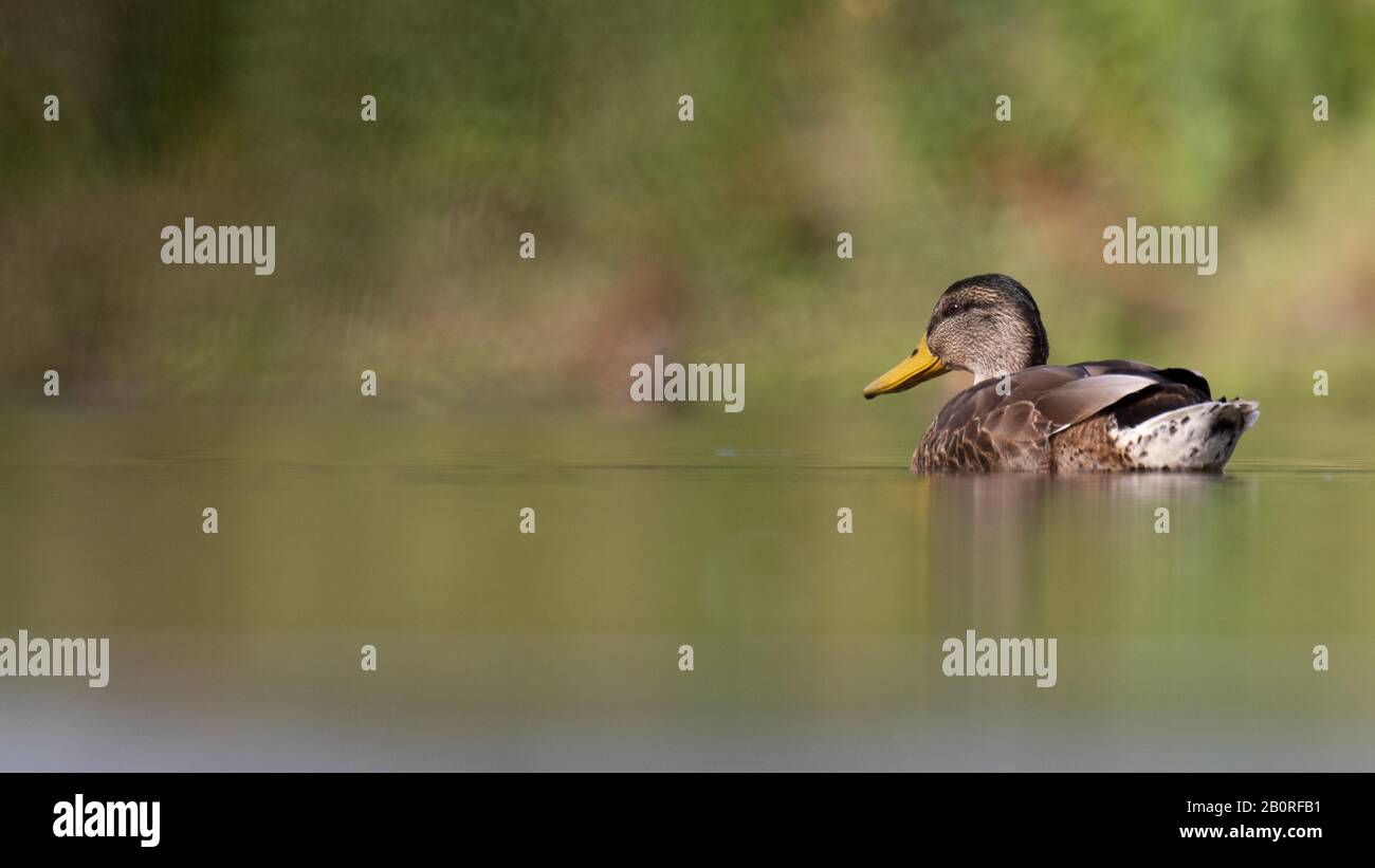 A lonely female duck swimming across a smooth lake Stock Photo - Alamy