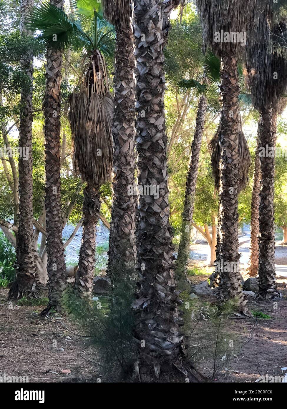 Trunks of palm trees Stock Photo - Alamy