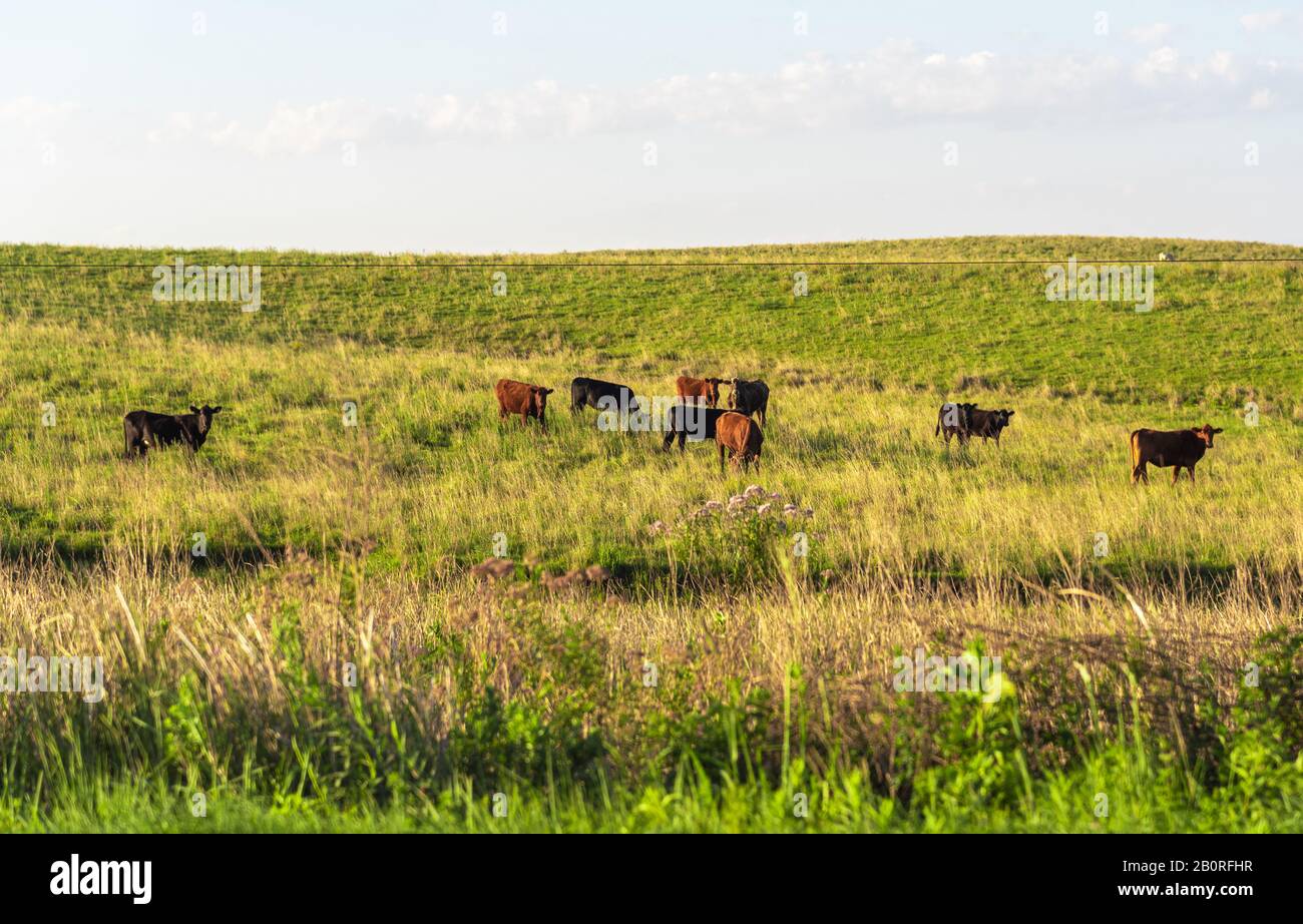 Rural landscape in southern Brazil. Area of farms where cattle breeding ...