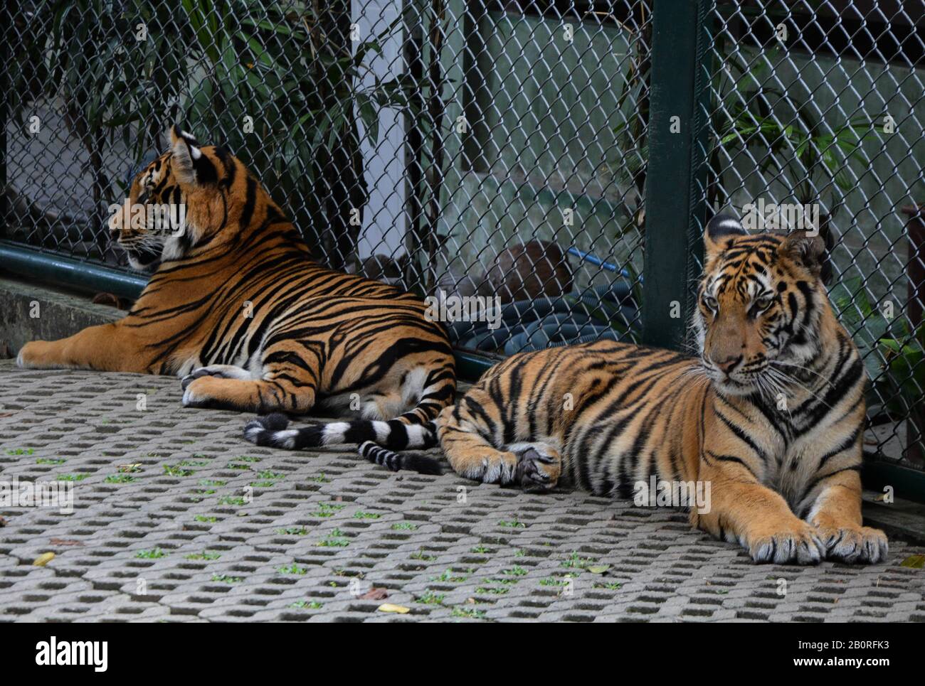 Tiger kingdom thailand phuket hi-res stock photography and images - Alamy