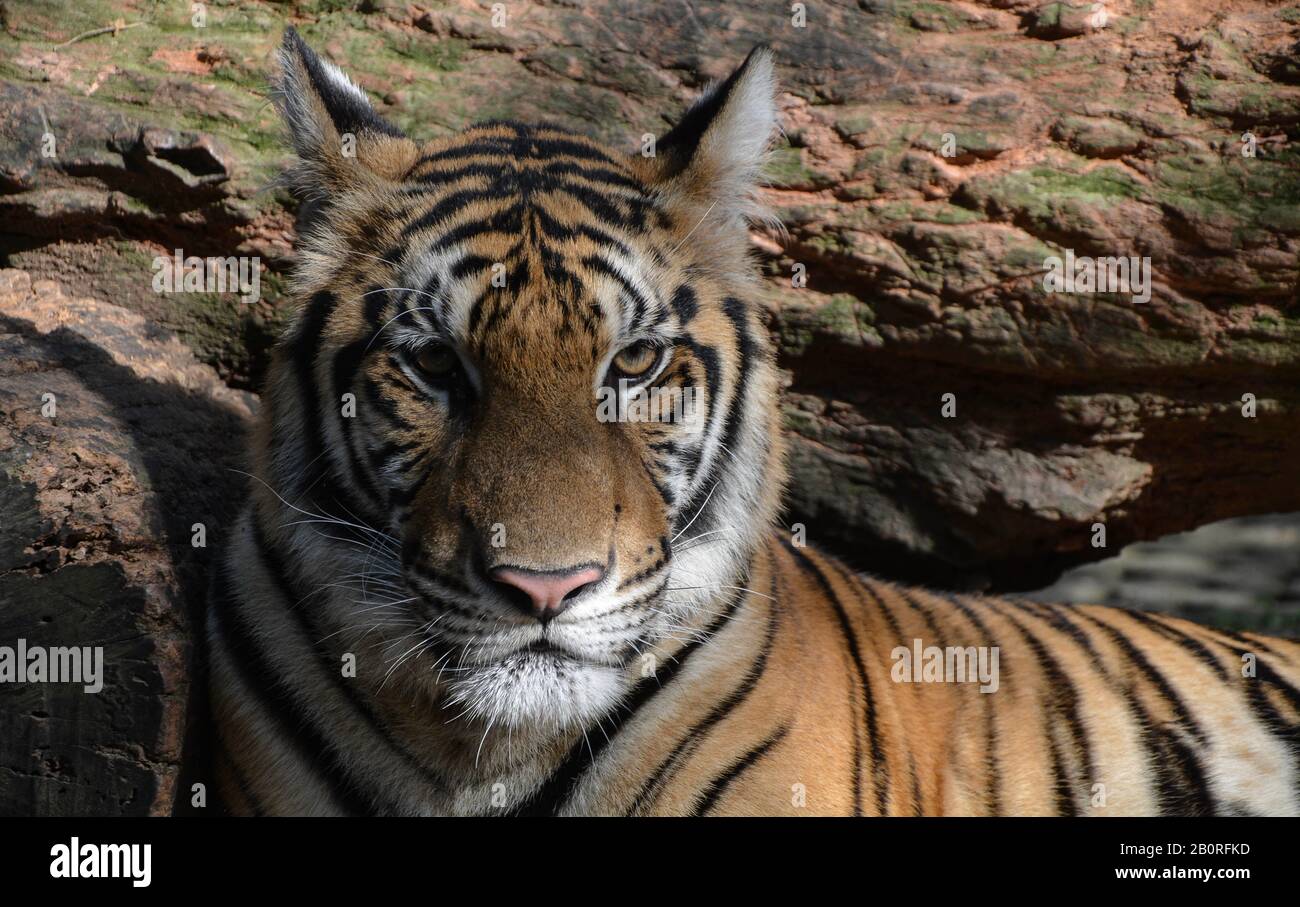 Tiger kingdom phuket hi-res stock photography and images - Alamy