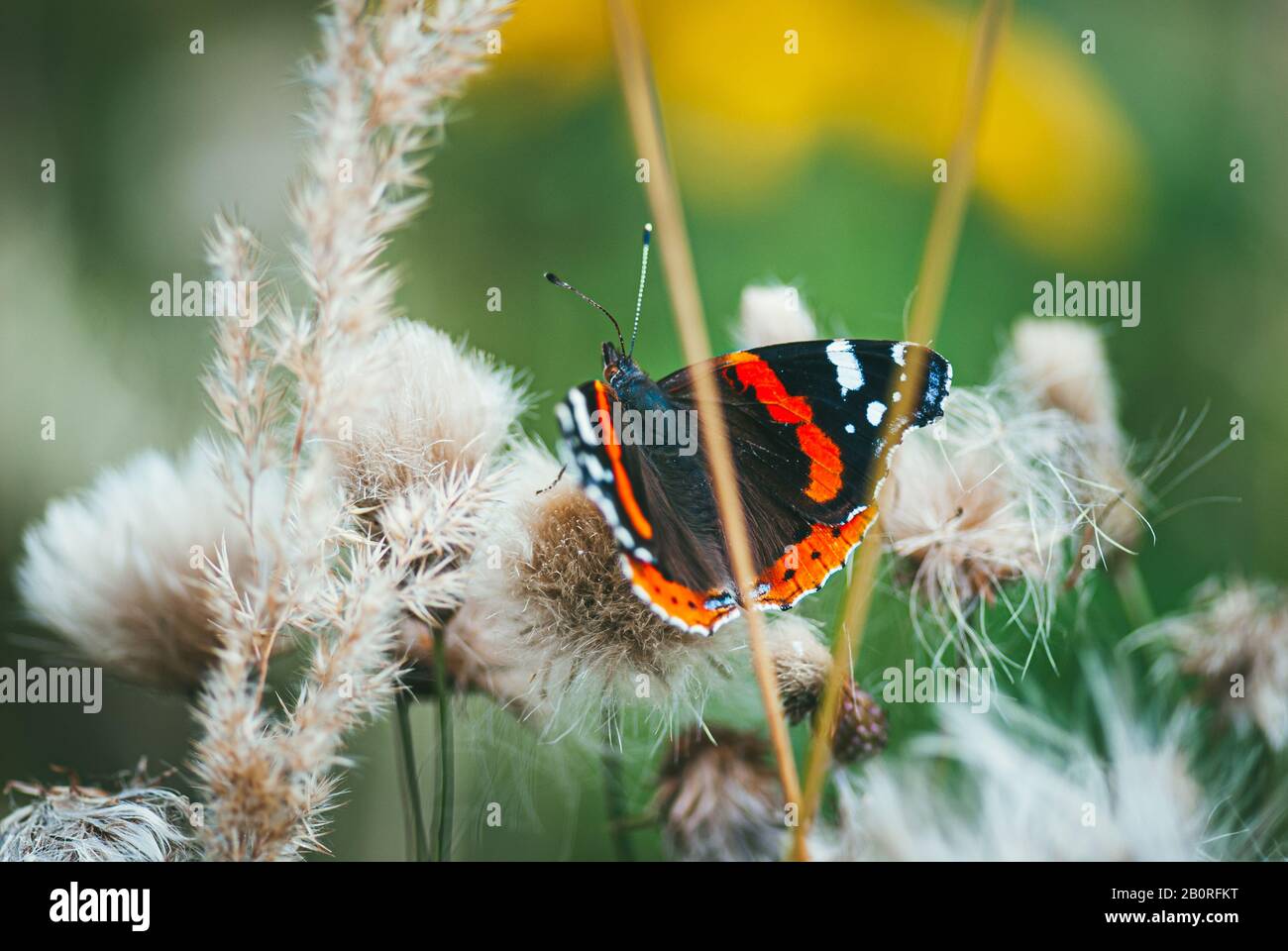 A red-black butterfly sits on flowers in a field. Spring evening Stock ...