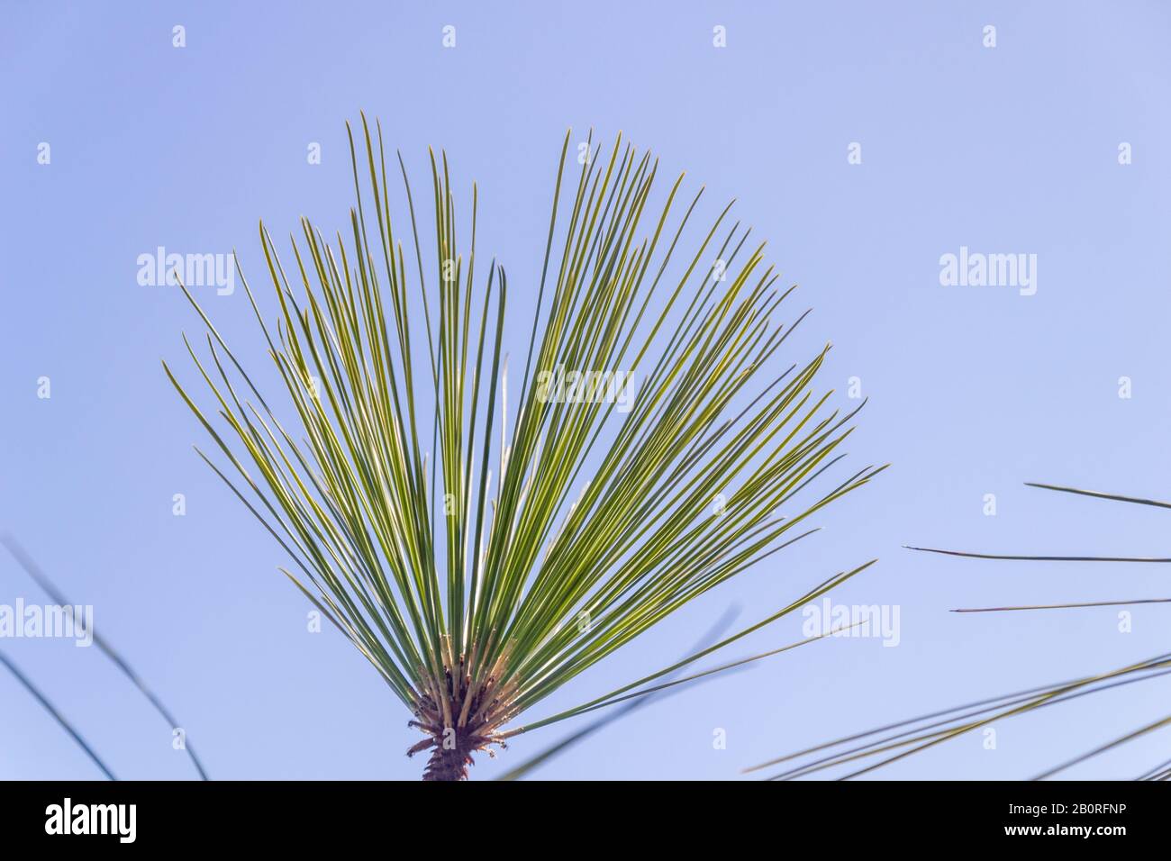 Long leaf pine needle hi-res stock photography and images - Alamy