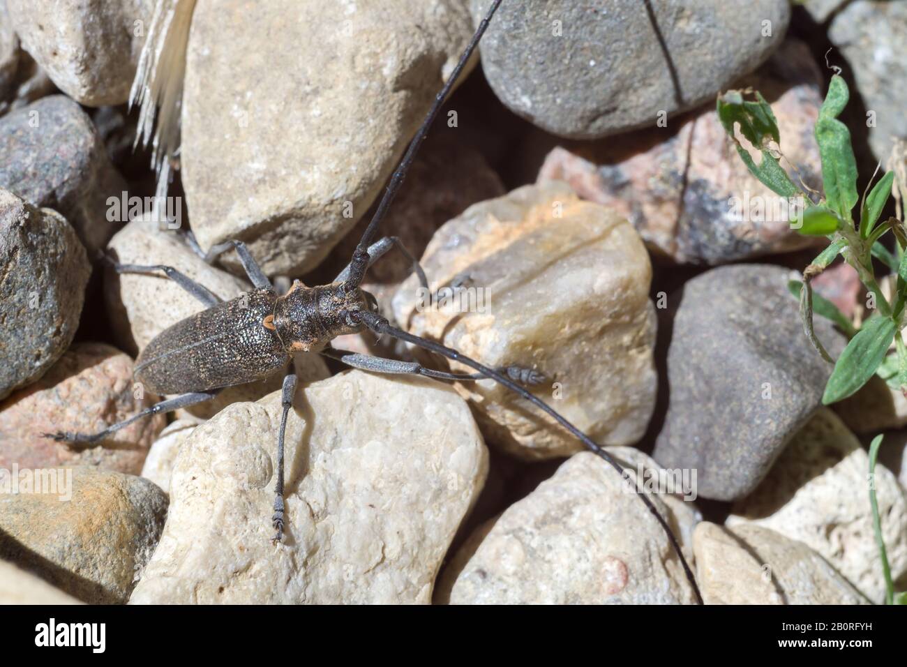 Big beetle with very long antennae on stones, Acanthocinus aedilis ...