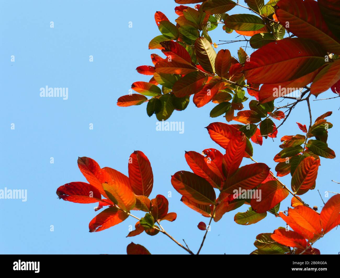 Red leaves, very beautiful Stock Photo - Alamy