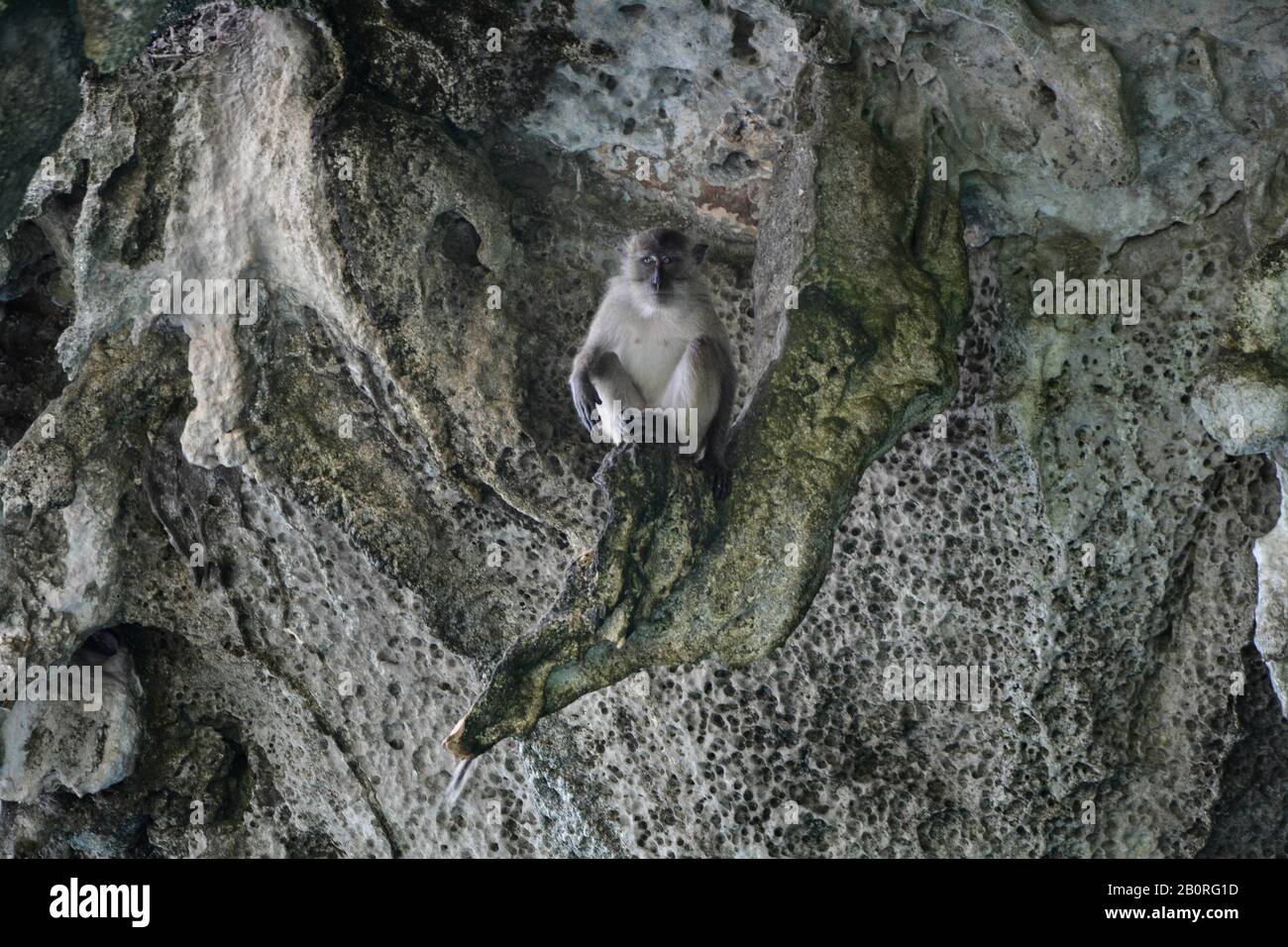 Koh Phi Phi Don Monkey Beach Stock Photo - Alamy