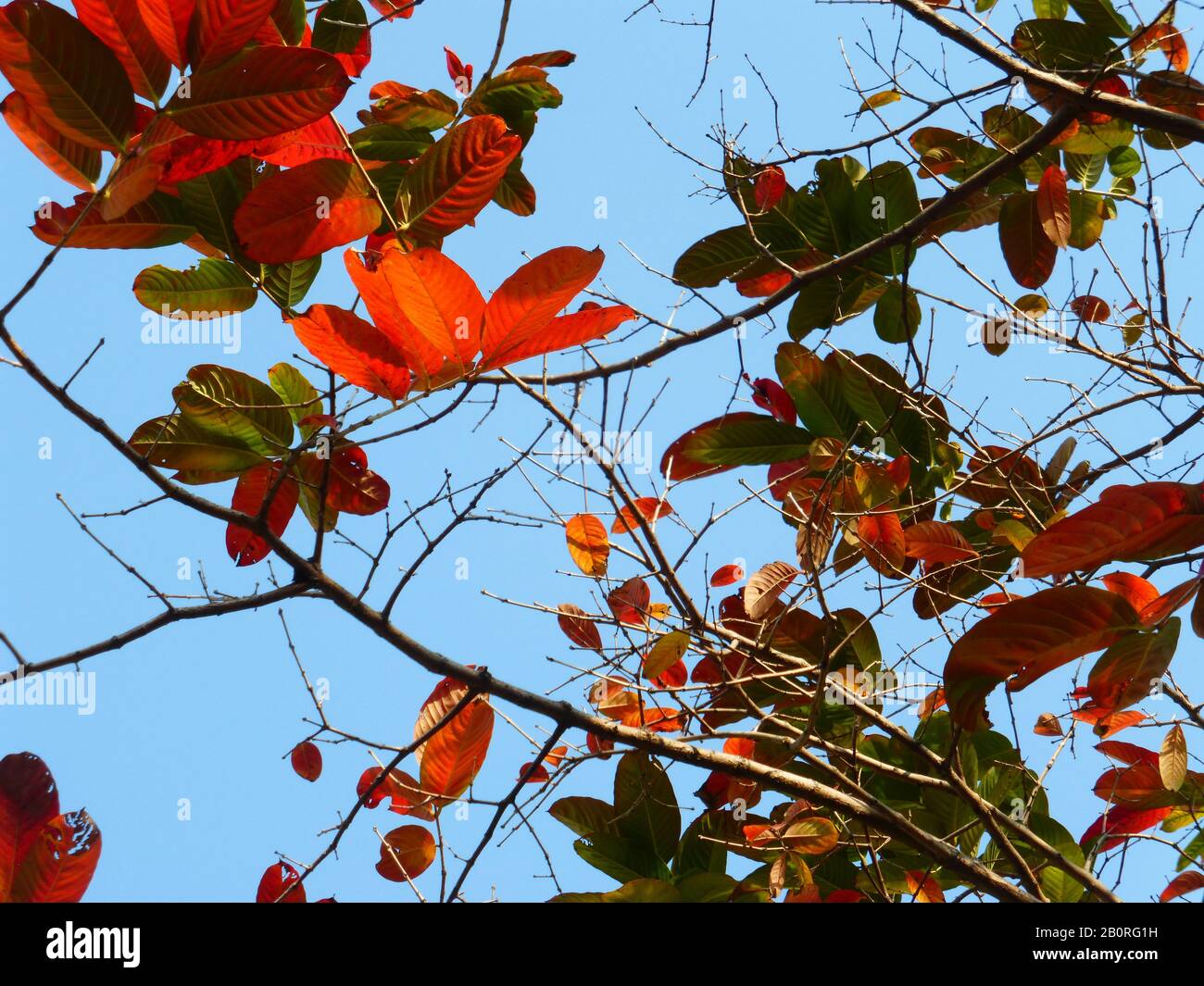 Red leaves, very beautiful Stock Photo - Alamy