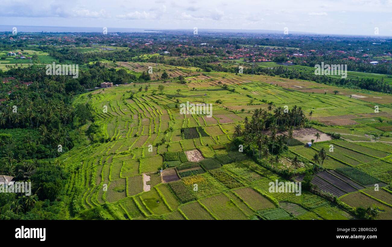 Aerial view of rice terraces. Landscape with drone. Agricultural ...