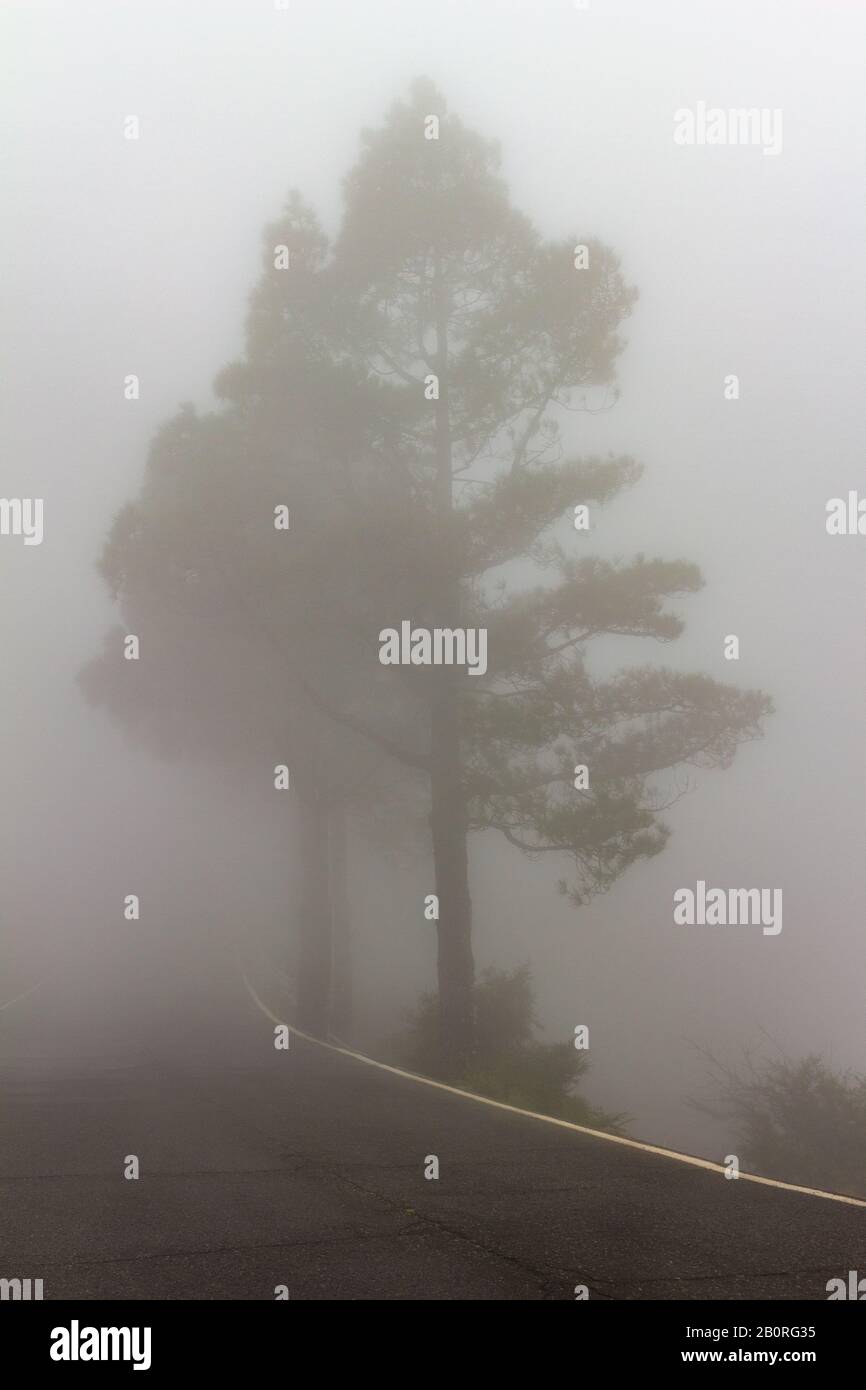 Trees in the fog Stock Photo - Alamy