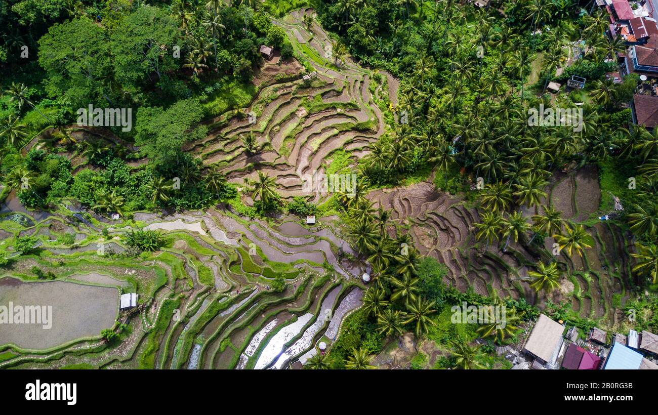 Aerial view of rice terraces. Landscape with drone. Agricultural ...